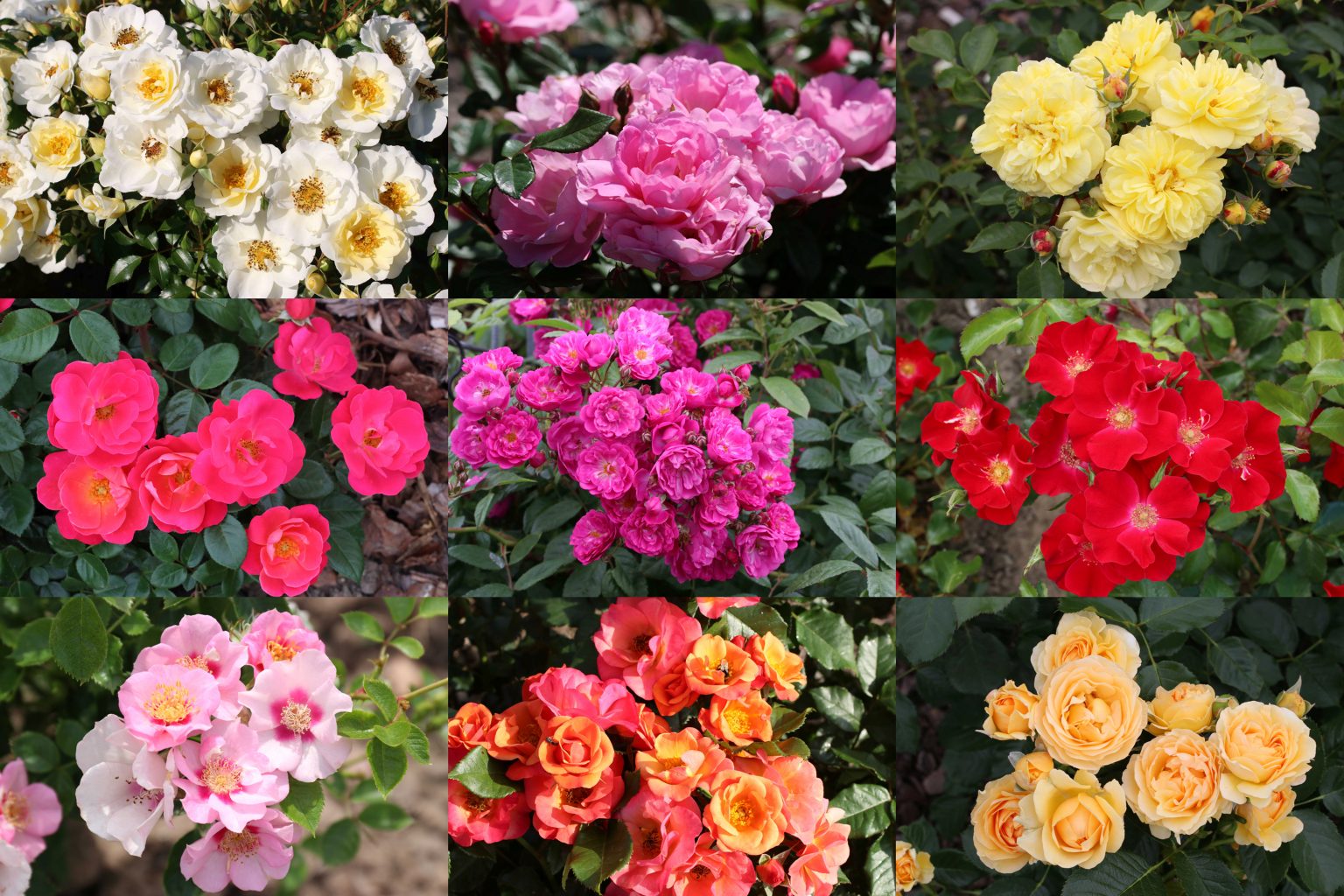 ADR-Rosen 2024: Neun Sorten erhalten das begehrte Gütezeichen - Kölner ...